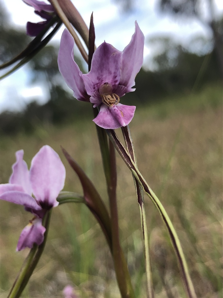 purple donkey orchid from Langwarrin Flora & Fauna Reserve, Langwarrin ...
