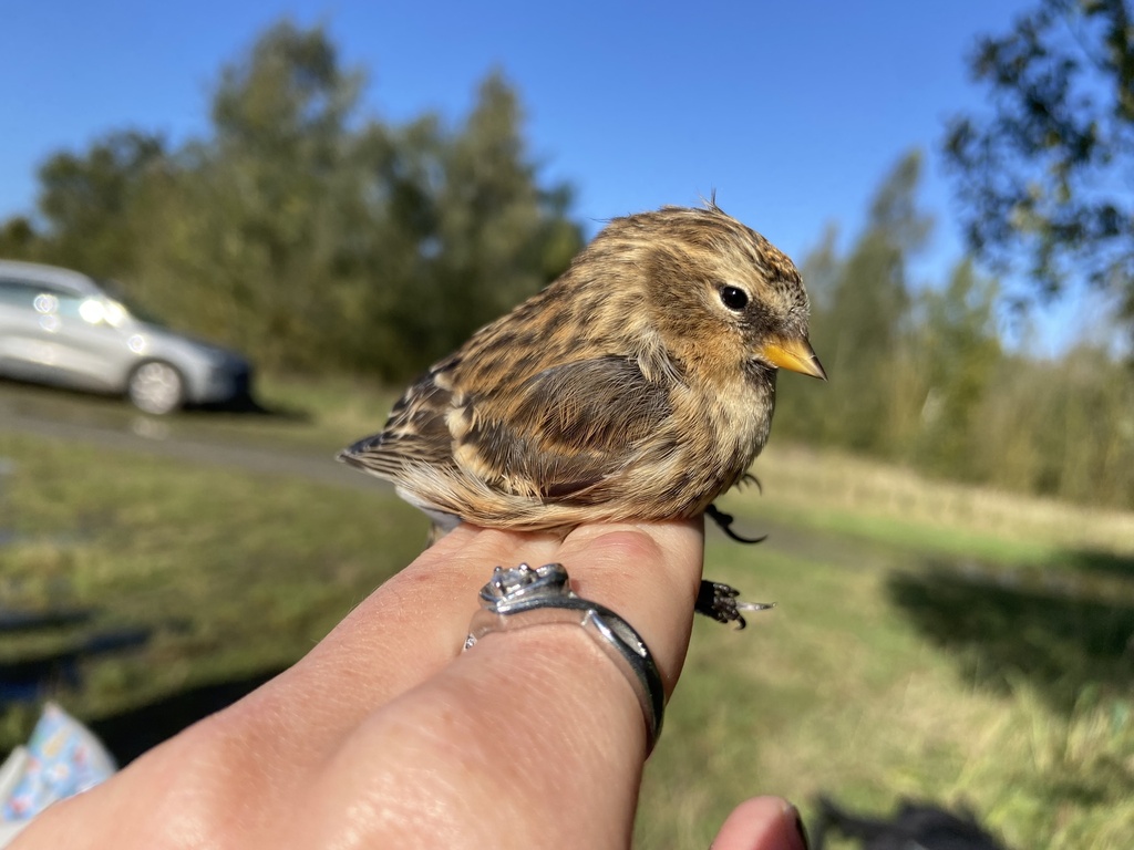 Redpolls from Bos van Aa, Zemst, Flemish Brabant, BE on October 14, 2023 at 11:26 AM by Isis ...