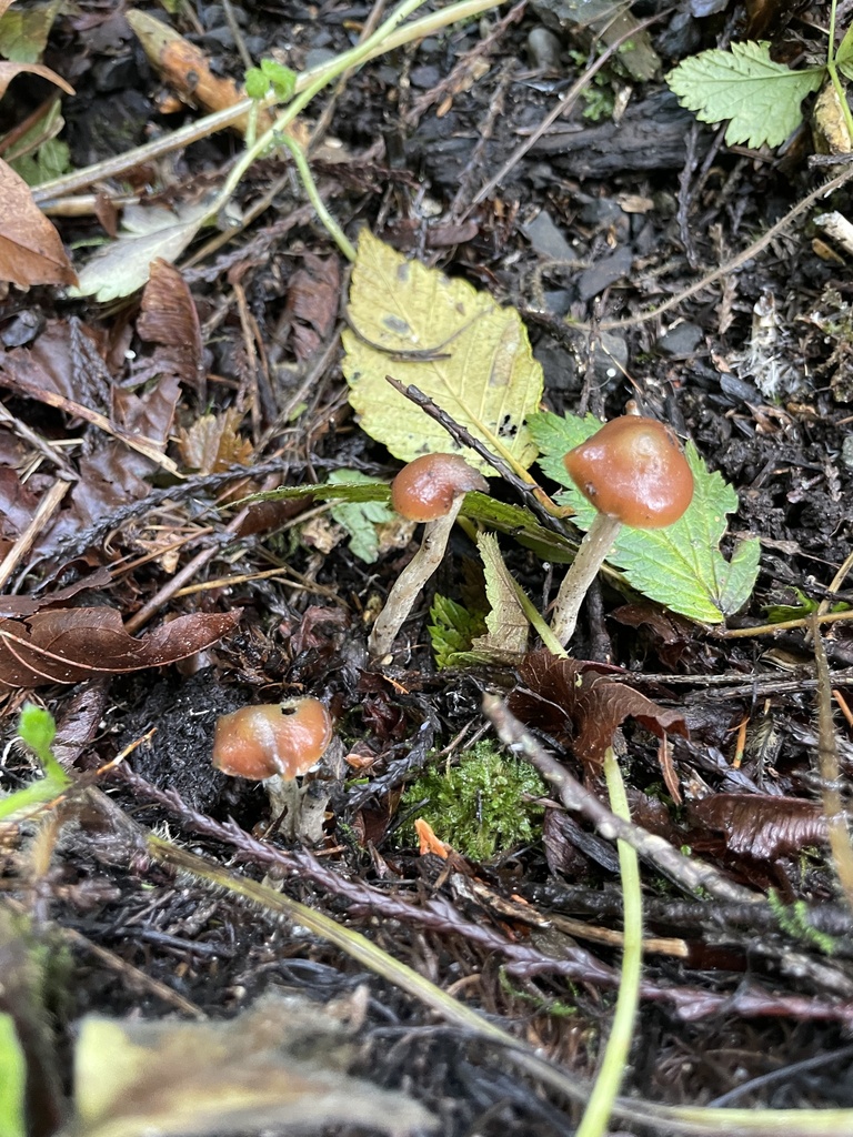 Wavy Cap in October 2023 by lydiaberry · iNaturalist