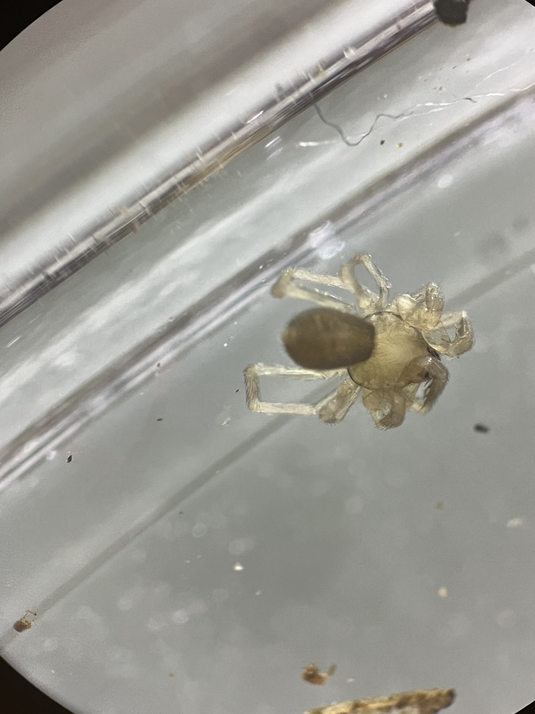 Spiders from North Rd, Bothell, WA, US on October 11, 2023 at 08:08 AM ...