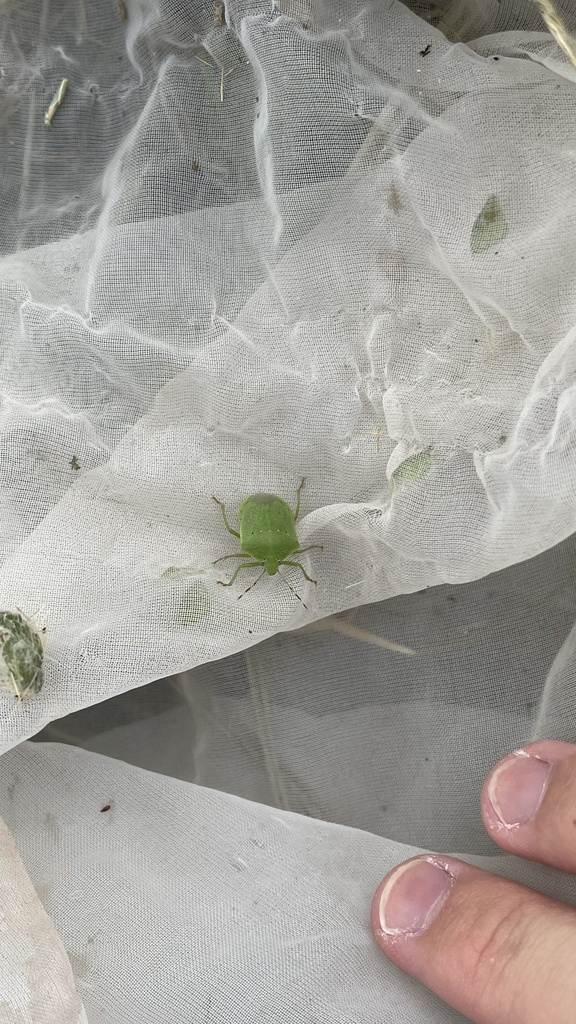 Southern Green Stink Bug in October 2023 by eggseries · iNaturalist