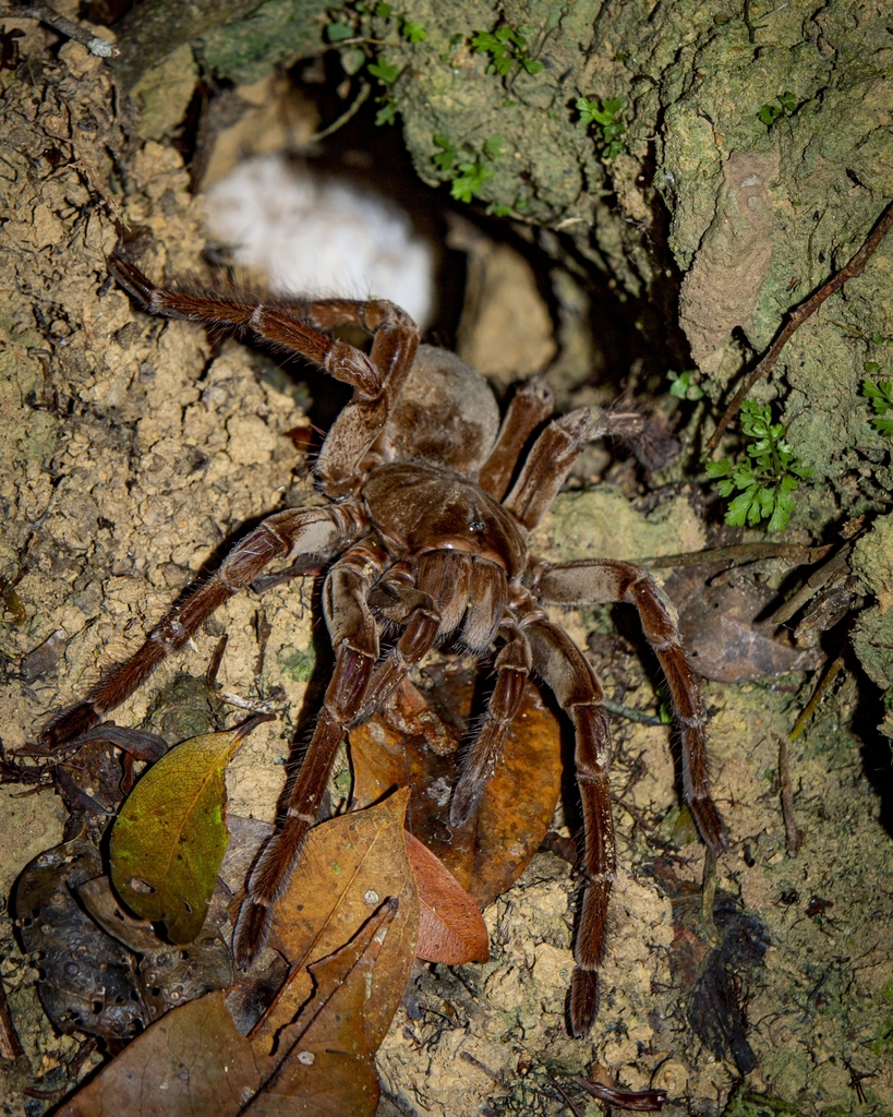 Burgundy Goliath Birdeater in July 2021 by Rodrigo Frazão Alves. Uma ...