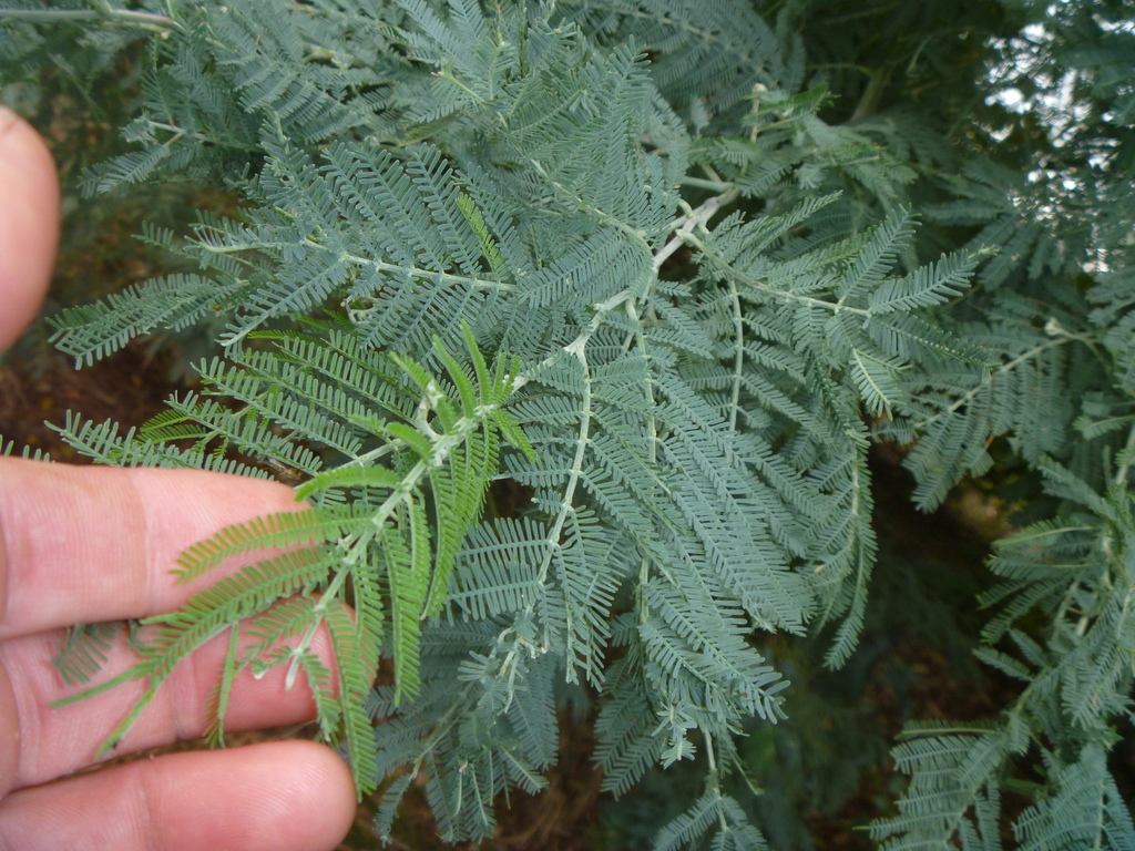 Silver wattle from Waikuku Beach, New Zealand on March 13, 2019 at 04: ...