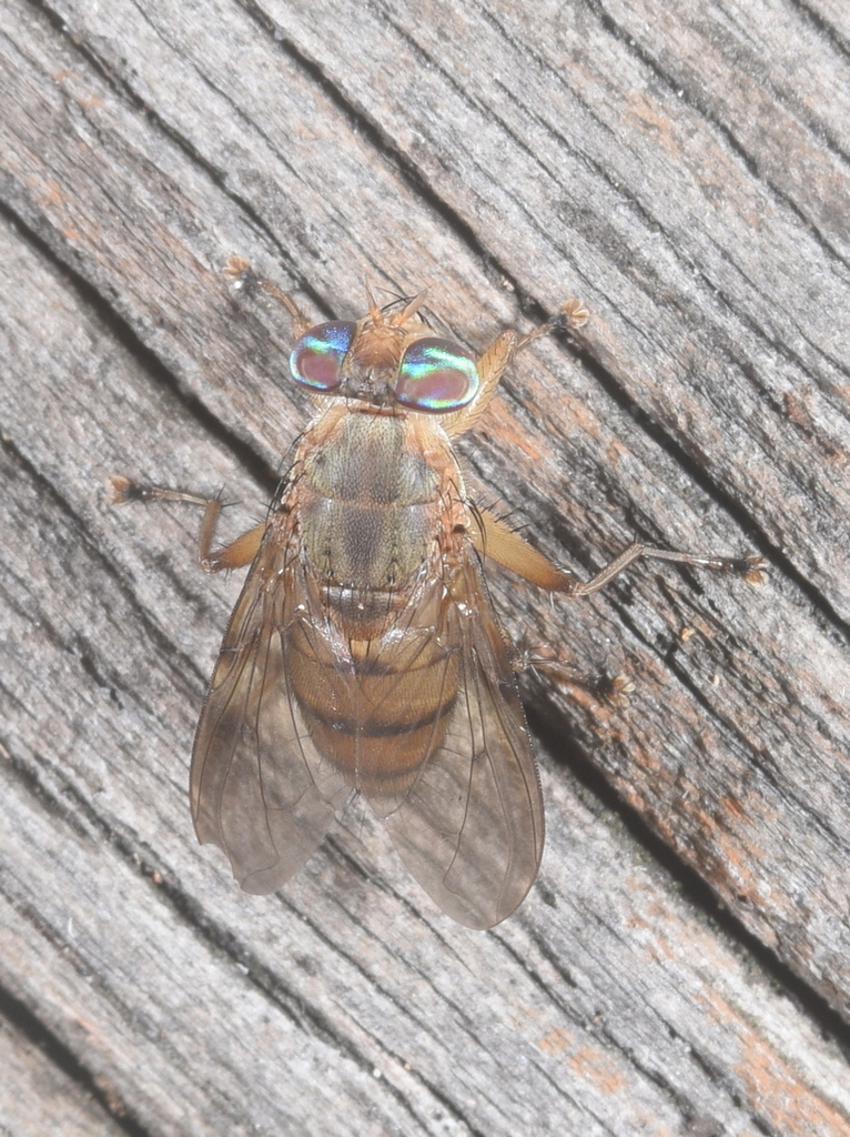 Fly Pirates from 511台灣彰化縣社頭鄉18彎古道 on October 14, 2023 at 09:26 AM by ...