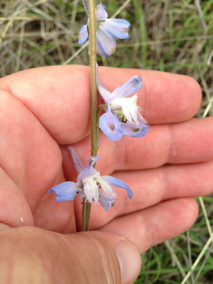 Wild Blue Larkspur from 78738, Austin, Texas, US on May 12, 2013 at 10: ...