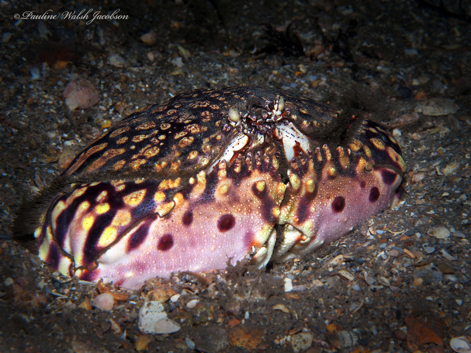 Flame Streaked Box Crab from Riviera Beach, FL, USA on July 5, 2022 at ...