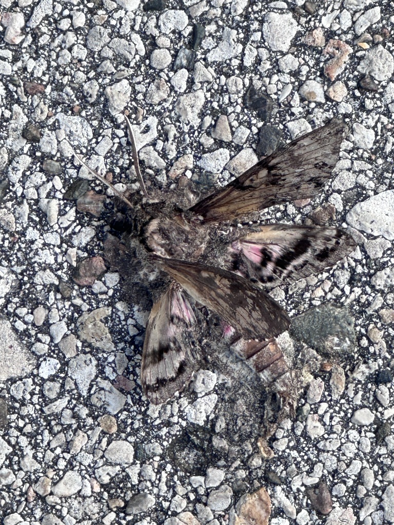 Pink-spotted Hawkmoth from 23rd St, Saint Augustine, FL, US on October ...