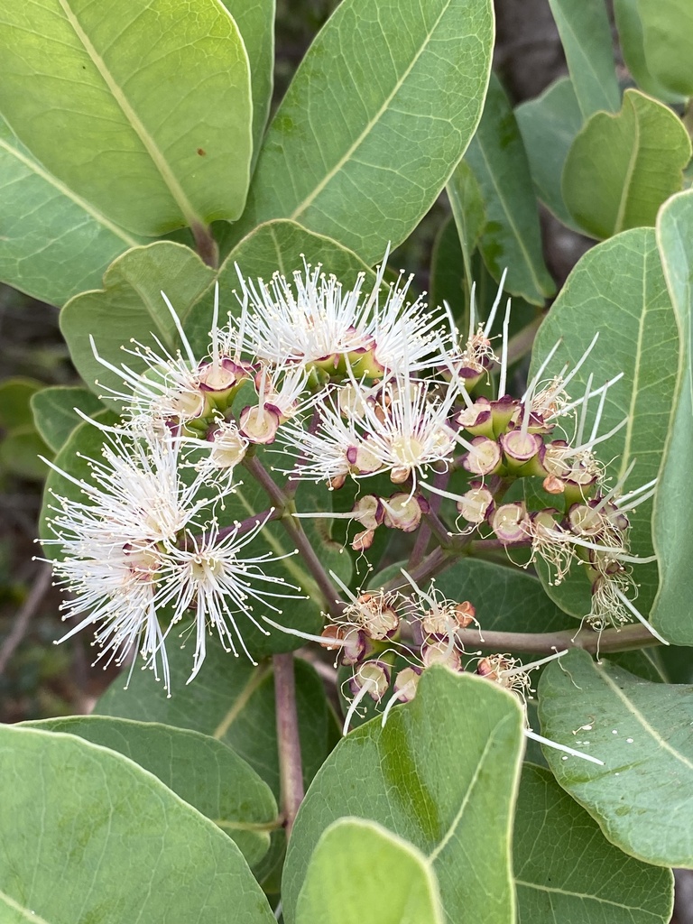 Water Berry (Syzygium cordatum) - Botanical Realm