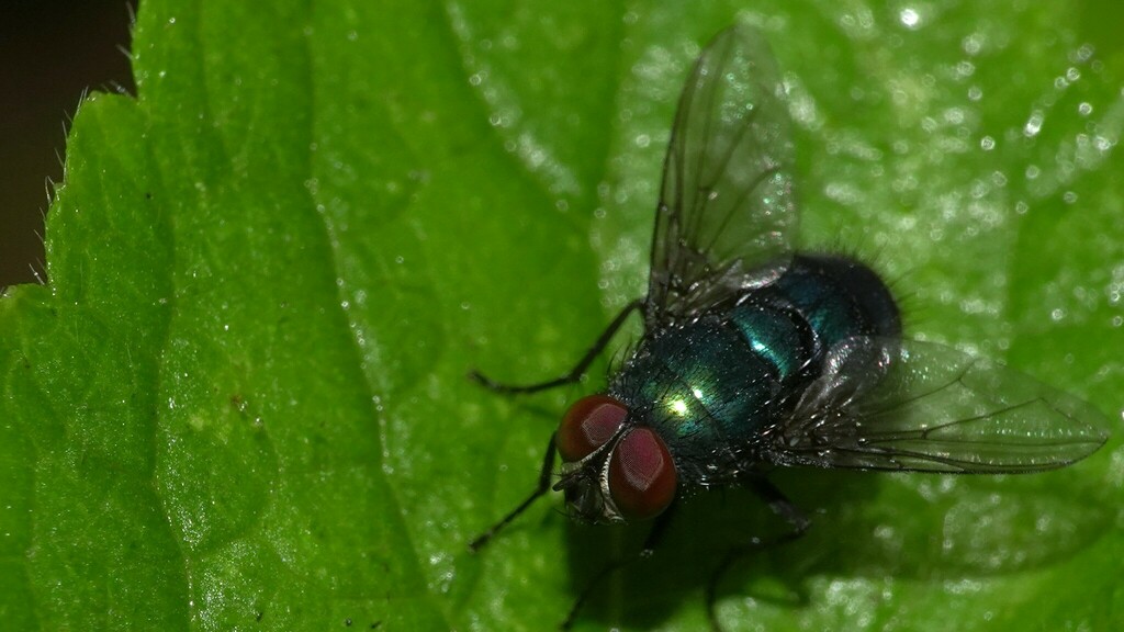 Greenbottle Flies from Ovalekar Wadi,Owala Village,Takkarda Road, 7XC4 ...
