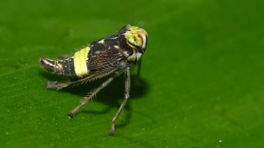 Coelidiinae from Ovalekar Wadi,Owala Village,Takkarda Road, 7XC4+25C, Ghodbunder Rd, Gowniwada ...
