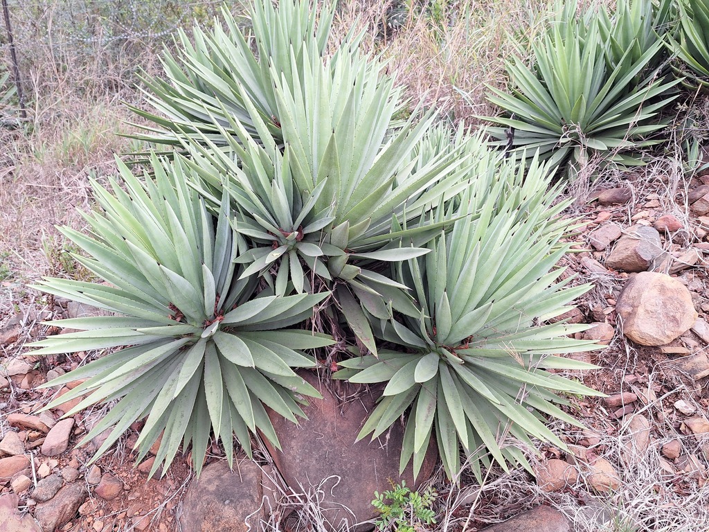 Caribbean Agave from Ehlanzeni District Municipality, South Africa on ...
