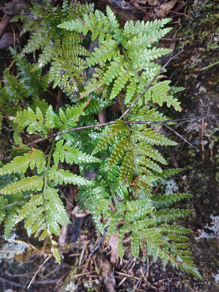 leatherleaf fern from Hobart, AU-TS, AU on October 14, 2023 at 03:20 PM ...