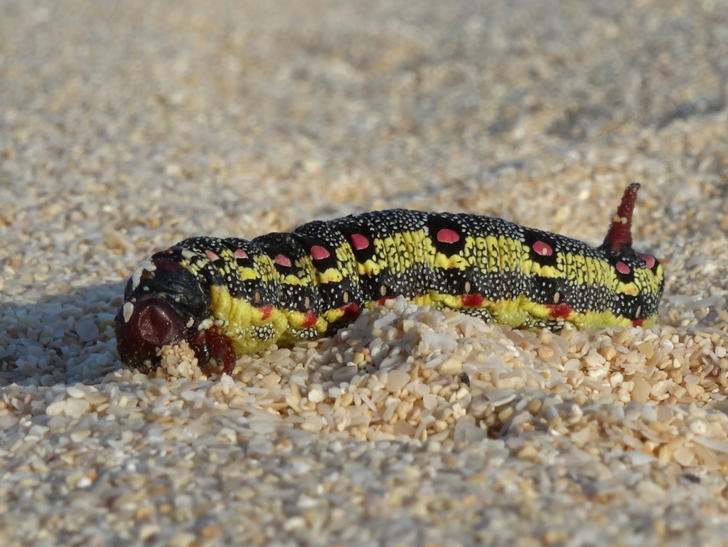 Barbary Spurge Hawk-moth from Las Palmas, Spain on February 9, 2015 at ...