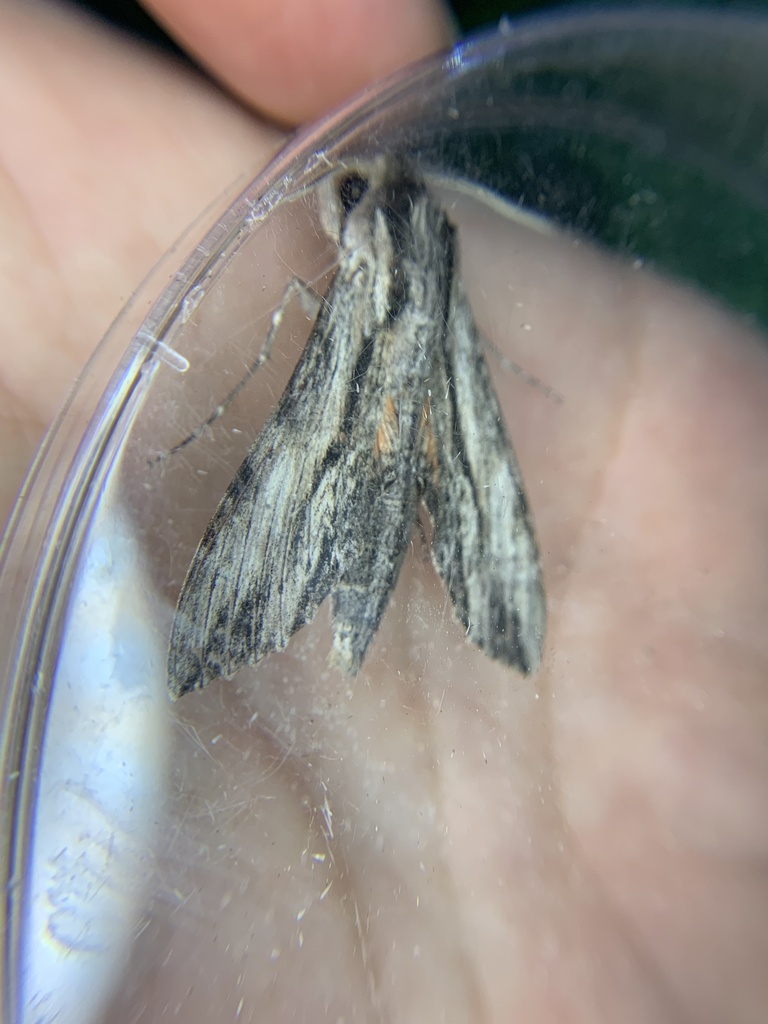 Obscure Sphinx from Dacia St, Mission, TX, US on October 13, 2023 at 10 ...