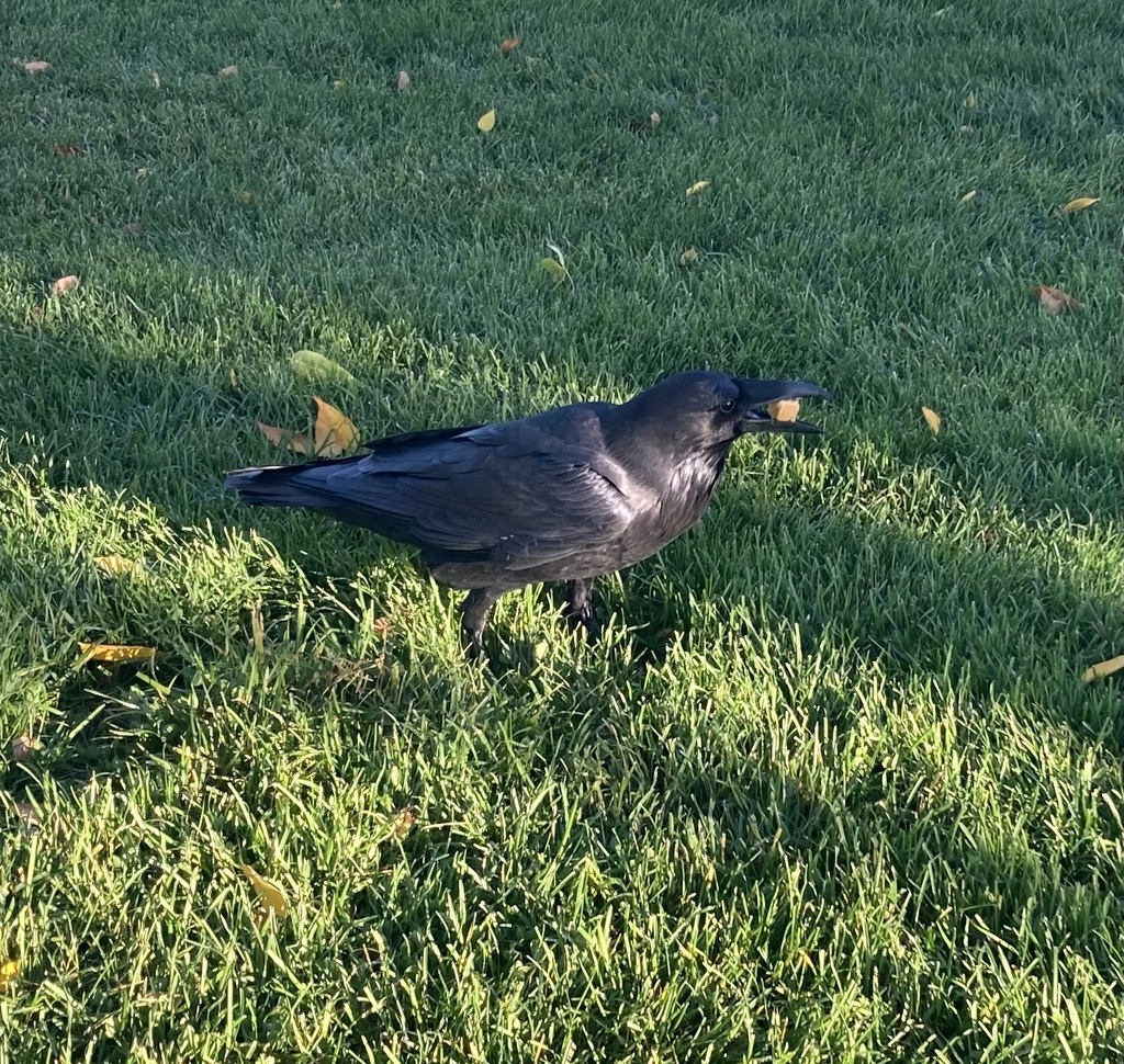 Common Raven from Swanny City Park, Moab, UT, US on October 14, 2023 at ...