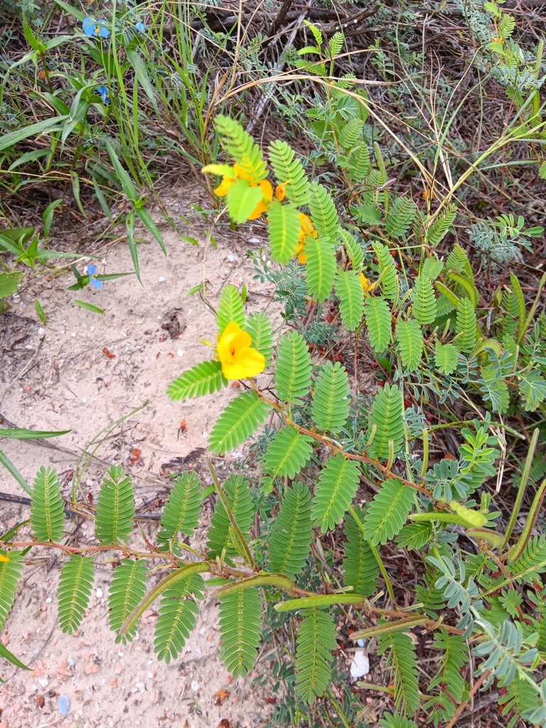 sensitive and partridge peas from UT Marine Science Institute, Port ...