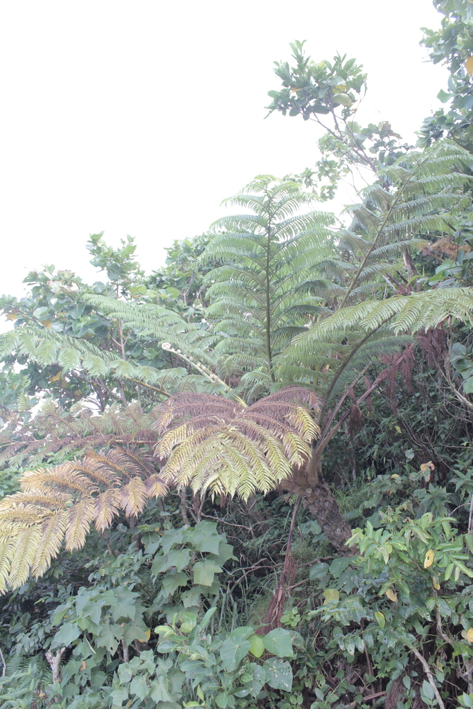 Flying Spider Monkey Tree Fern from 952台灣台東縣蘭嶼鄉 on July 4, 2013 at 09: ...