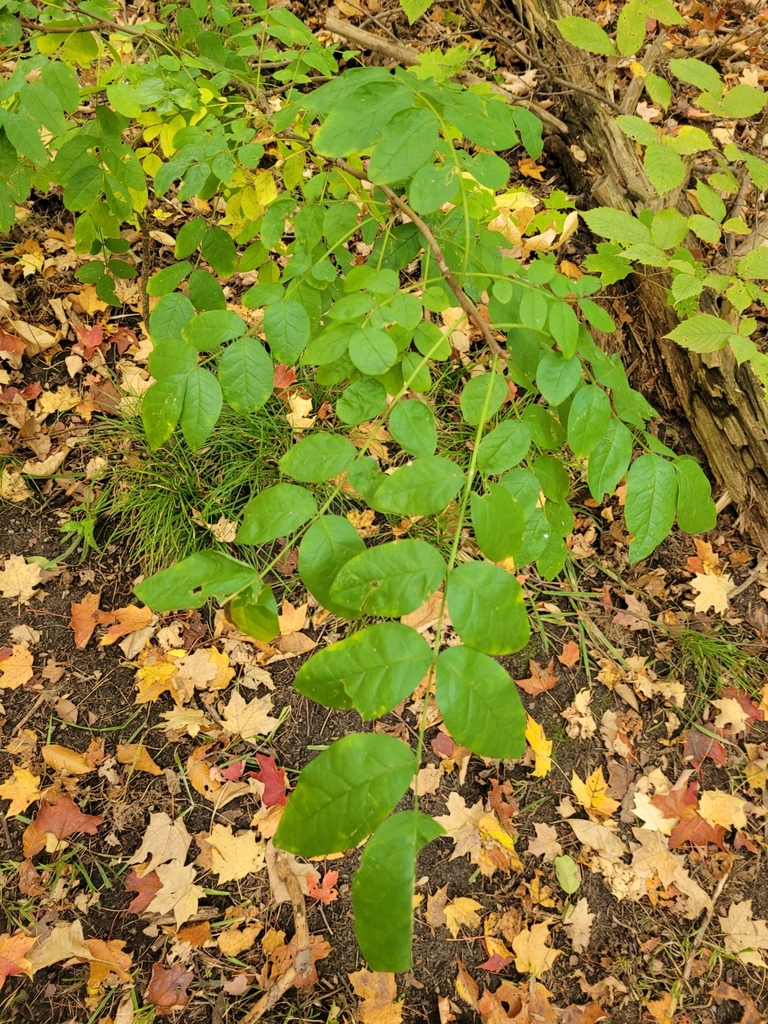 prickly ash from Aurora, ON L4G 3V5, Canada on October 14, 2023 at 10: ...