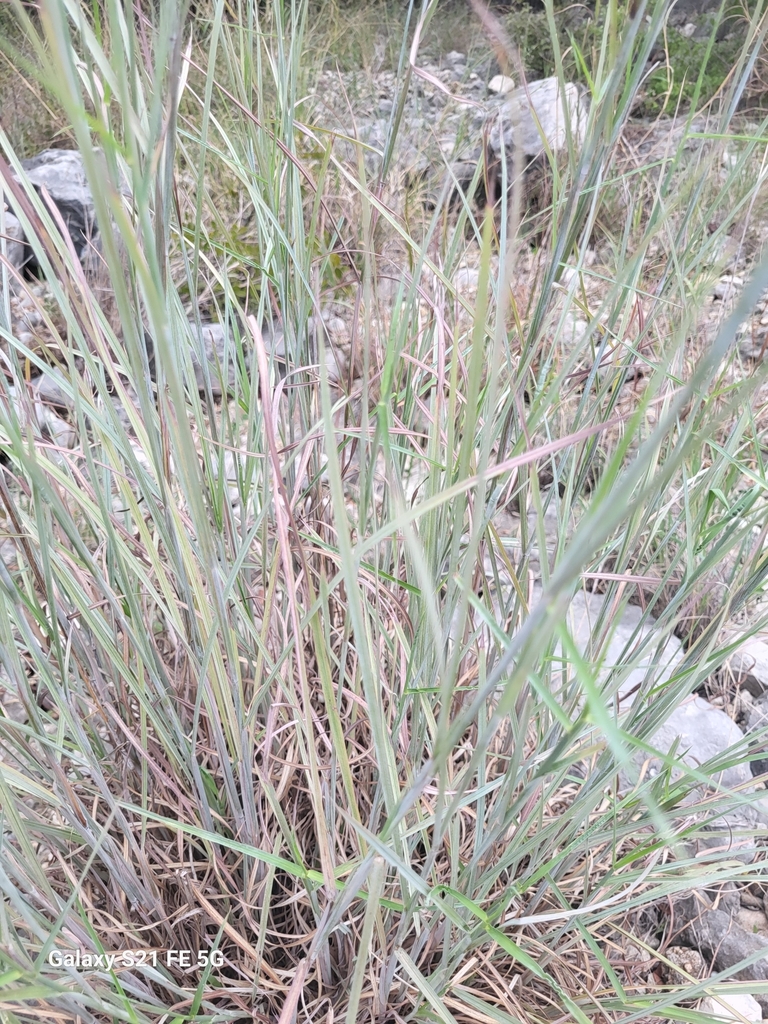 green sprangletop from Stone Oak, San Antonio, TX, USA on October 14 ...