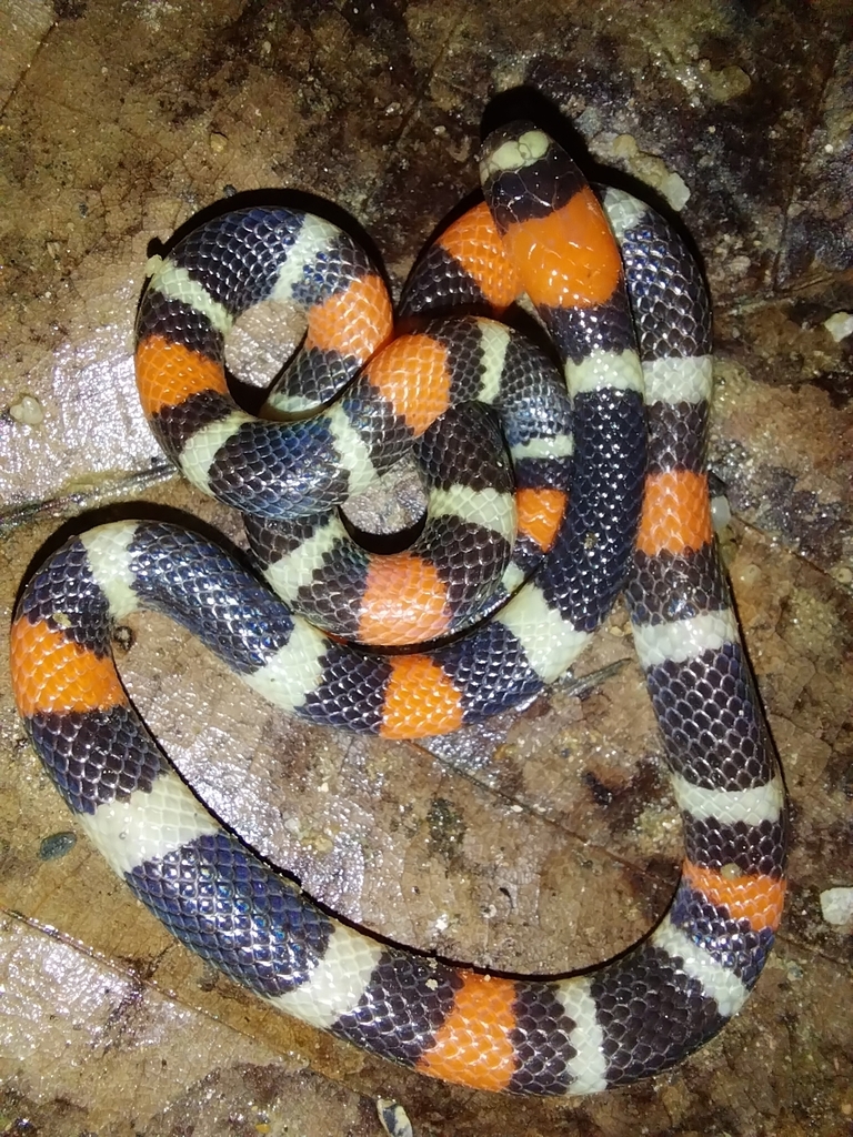 Trinidad Ribbon Coral Snake from Tunapuna/Piarco Regional Corporation ...