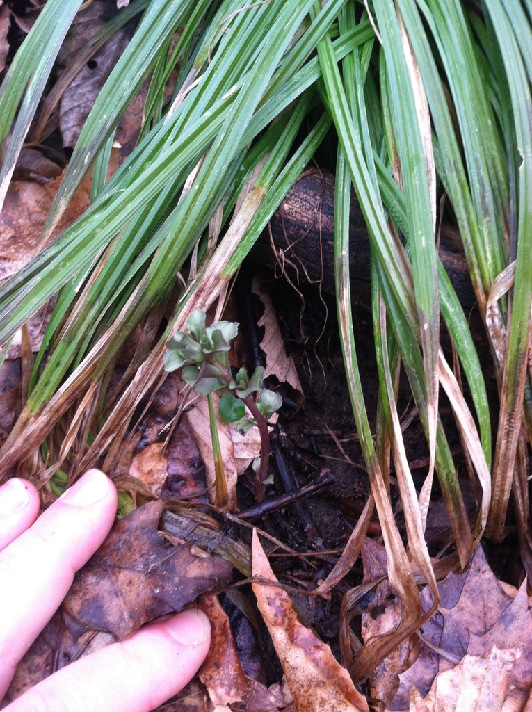 pennywort in February 2017 by Bonnie Isaac · iNaturalist