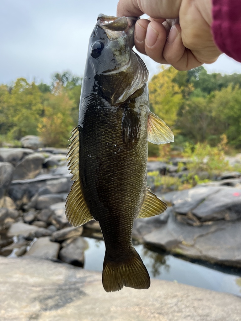 Smallmouth Bass in October 2023 by axicus · iNaturalist