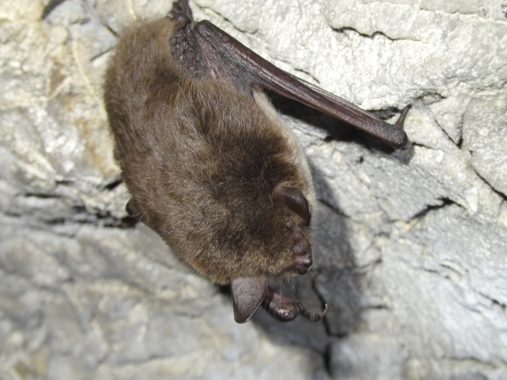 pond bat in October 2023 by svetlana_katana · iNaturalist