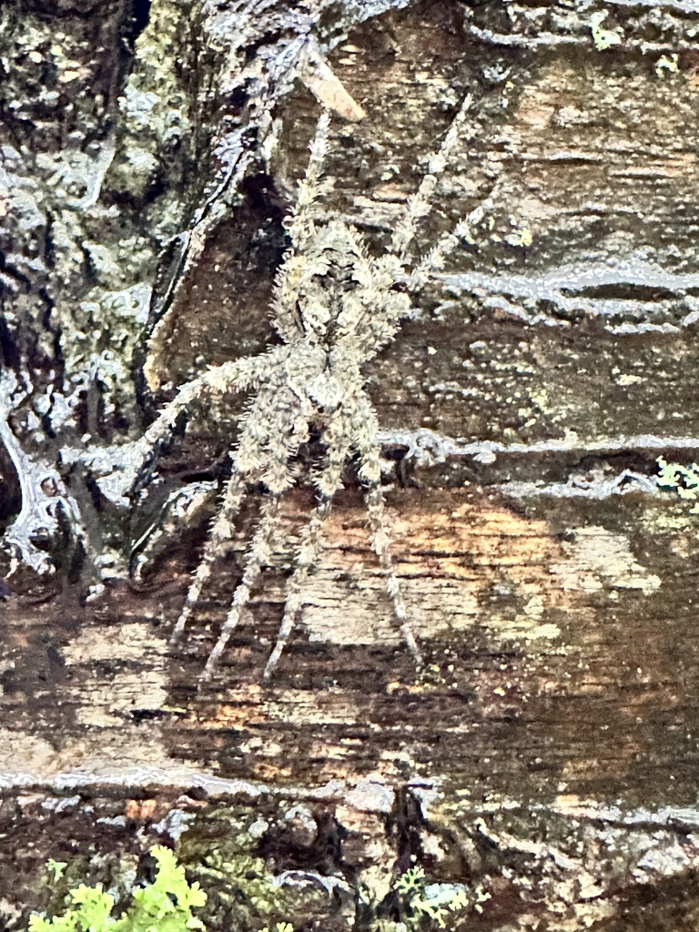 White-banded Fishing Spider from Boonton, NJ, US on October 14, 2023 at ...