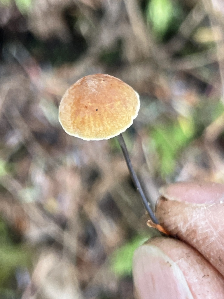Xeromphalina campanelloides from I-90 E, North Bend, WA, US on October ...