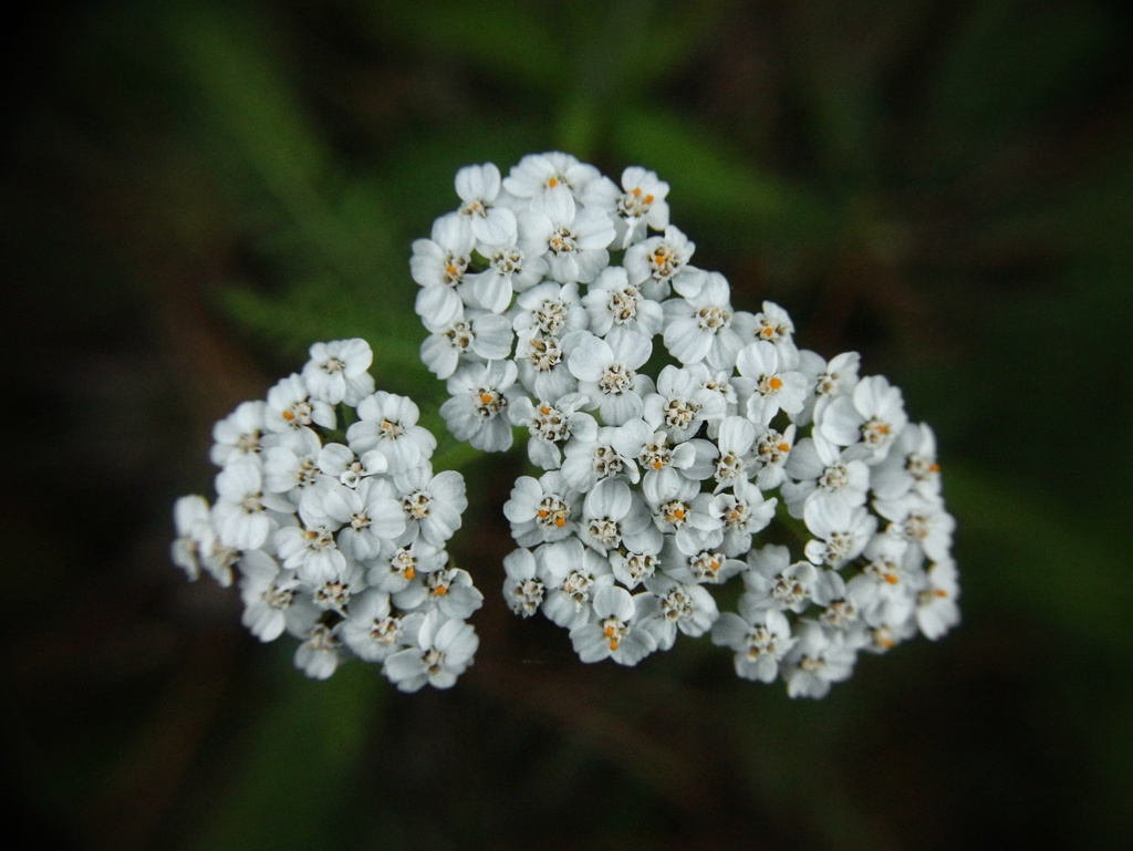 common yarrow from Queens County, NB, Canada on October 22, 2018 at 05: ...