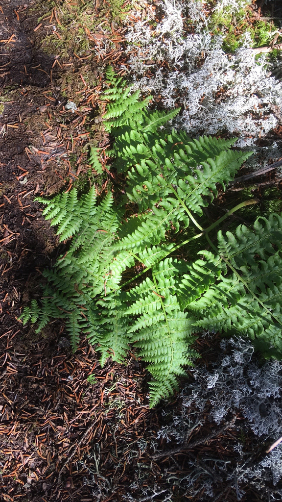 eagle fern from Mount Desert on October 14, 2023 at 12:02 PM by David ...