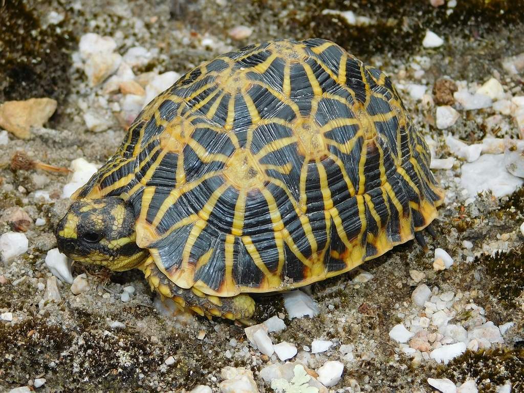 Geometric Tortoise in March 2021 by Paul Bester · iNaturalist