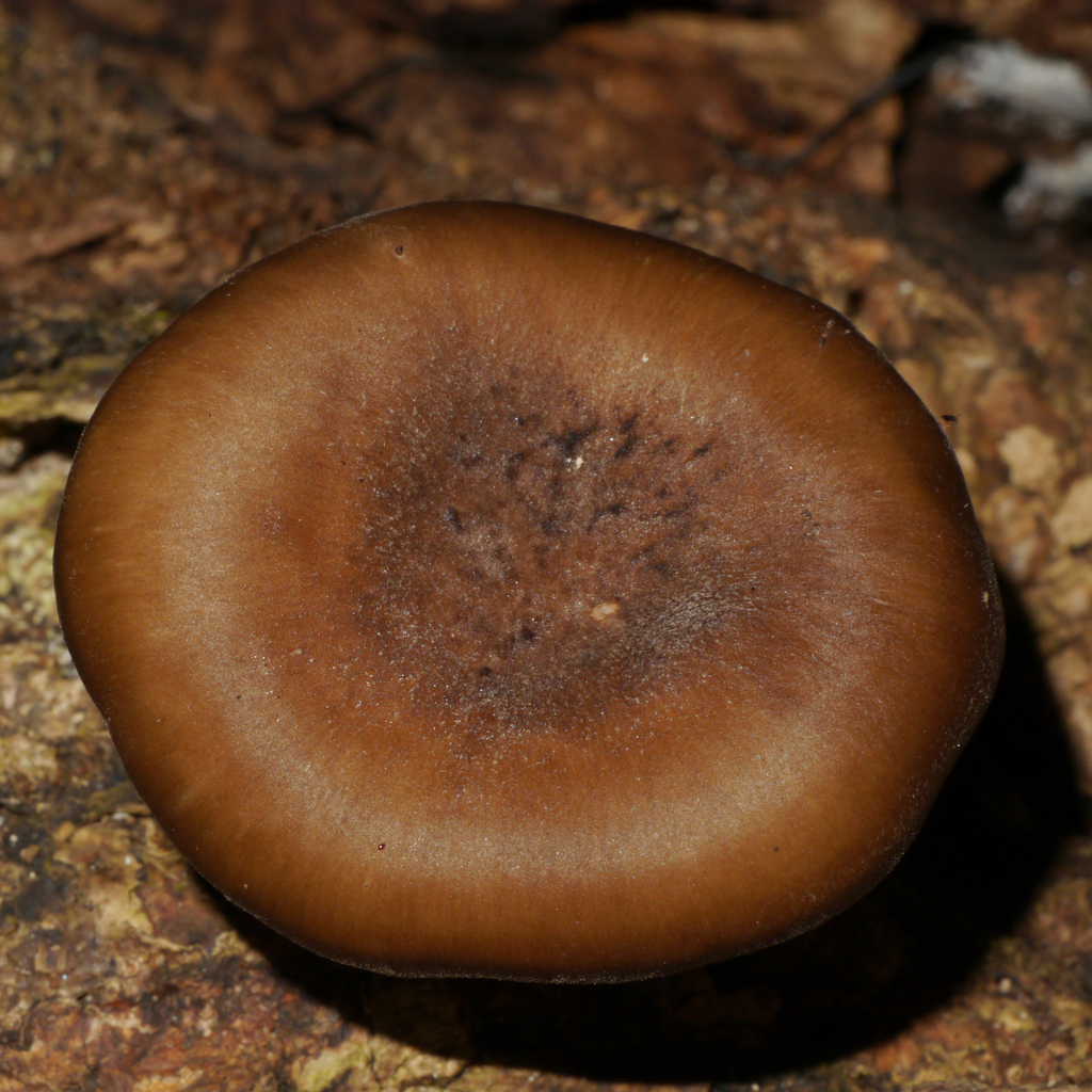 Nigroporus durus from Berkshire, UK on September 3, 2014 at 12:47 PM by ...