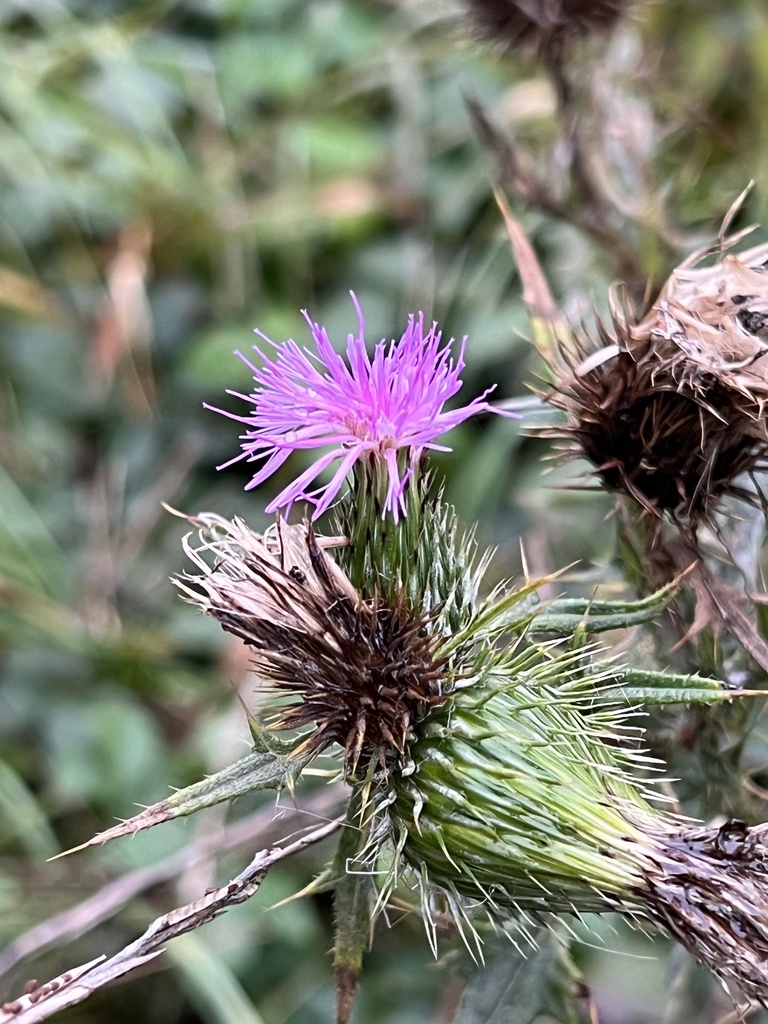 Bull Thistle from Ptácká, Mladá Boleslav, 20, CZ on October 12, 2023 at ...