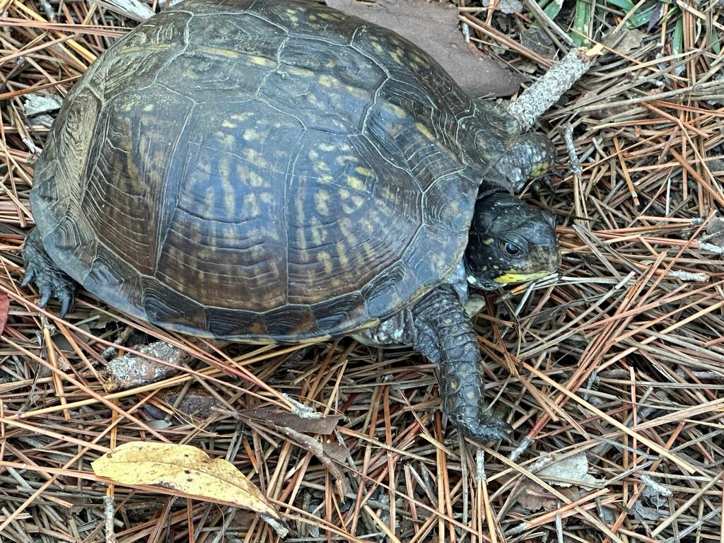 Gulf Coast Box Turtle in October 2023 by Janet Wright. Female (flat ...
