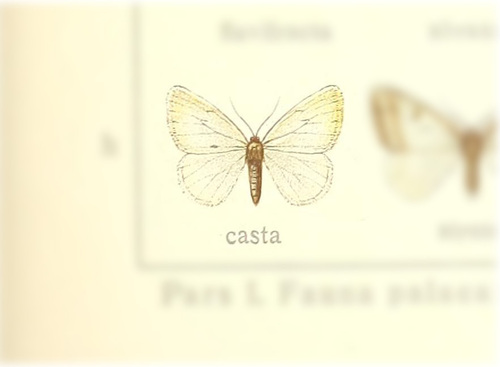 Neolythria casta · iNaturalist
