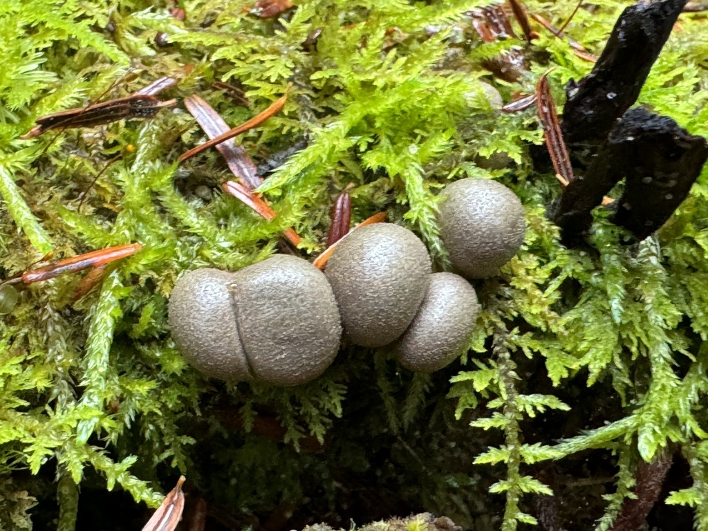 Lycogala flavofuscum from Hanover Township, Perrysville, OH, US on ...