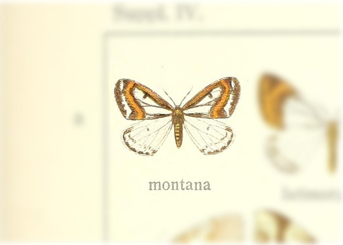 Neolythria montana · iNaturalist Mexico