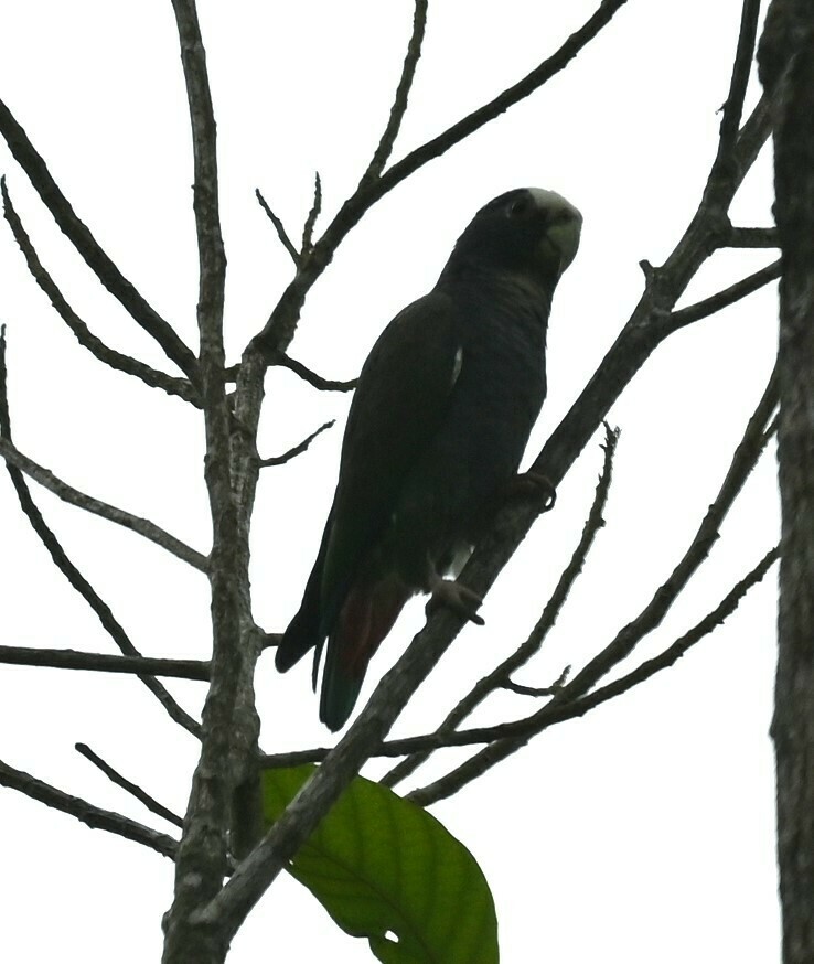 White-crowned Parrot in October 2023 by Karen and Dave at Ballena ...
