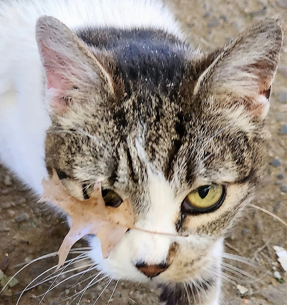 Domestic Cat from Chesterfield Township, NJ, USA on October 12, 2023 at ...