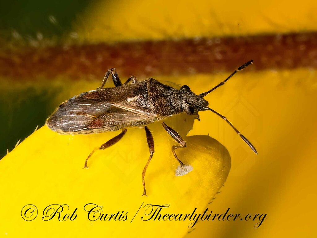 Neortholomus scolopax from Chicago, IL on August 2, 2022 at 11:08 AM by ...