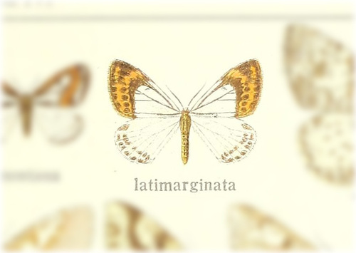 Neolythria latimarginata · iNaturalist Mexico