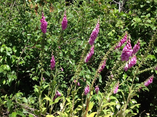 Photo 327932064, no rights reserved, uploaded by Bonnie Isaac · iNaturalist