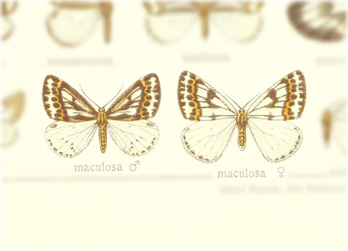 Neolythria maculosa · iNaturalist