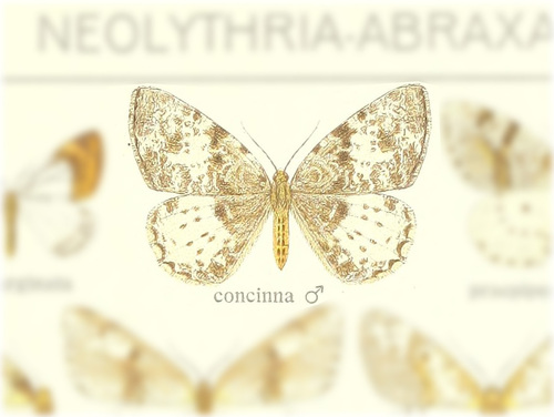 Leptepistomion concinna · iNaturalist