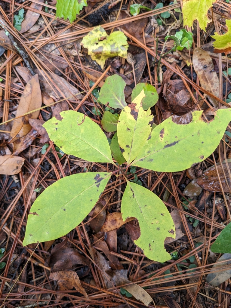 American persimmon from Kline, SC 29812, USA on October 14, 2023 at 12: ...