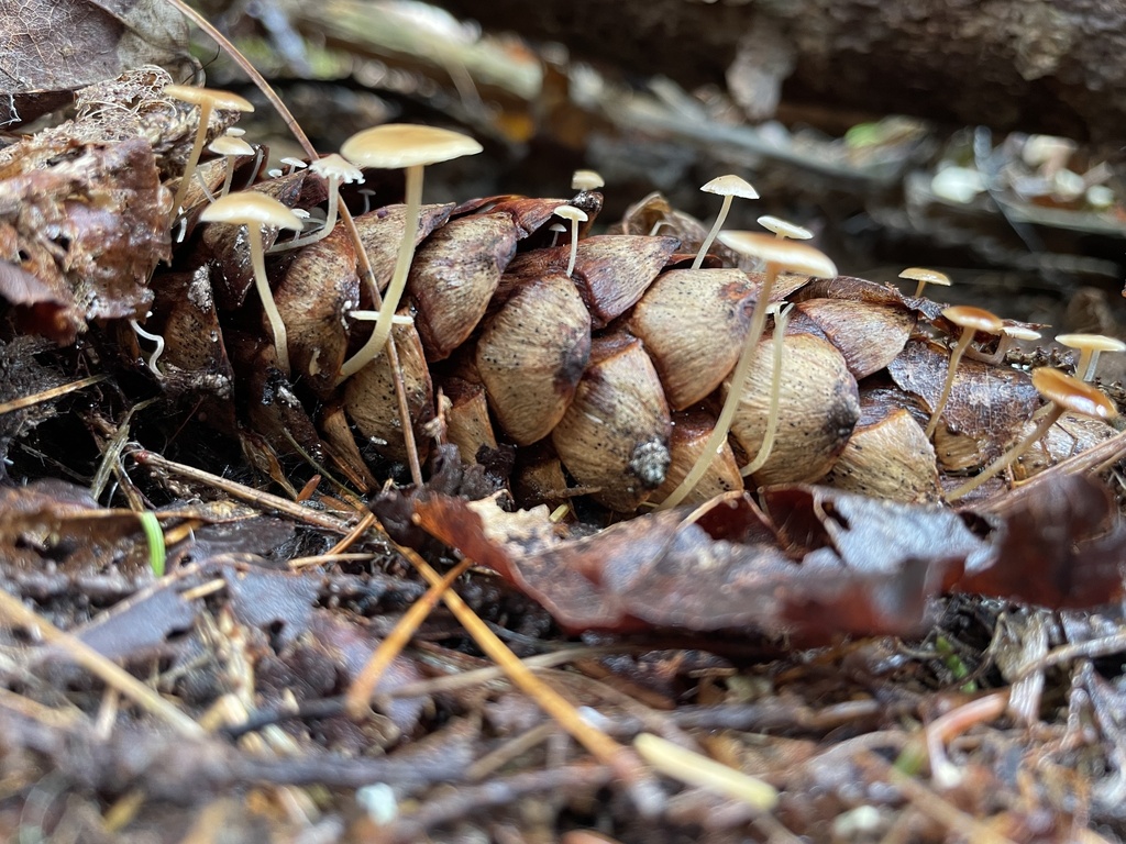 Conifercone Cap from Lunenburg, NS, CA on October 13, 2023 at 12:46 PM ...