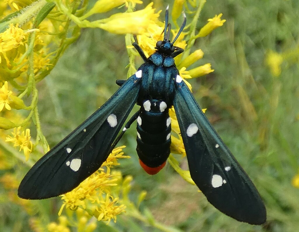 Polka-Dot Wasp Moth from Putnam County, FL, USA on October 14, 2023 at ...