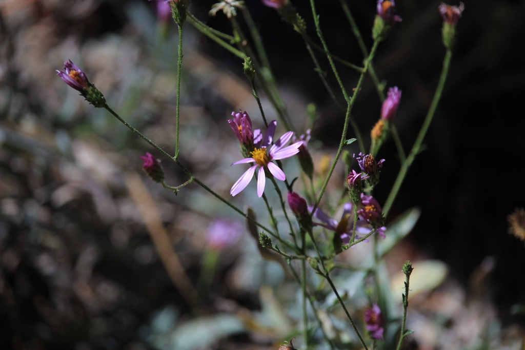 California Aster from Riverside County, CA, USA on October 11, 2023 at ...
