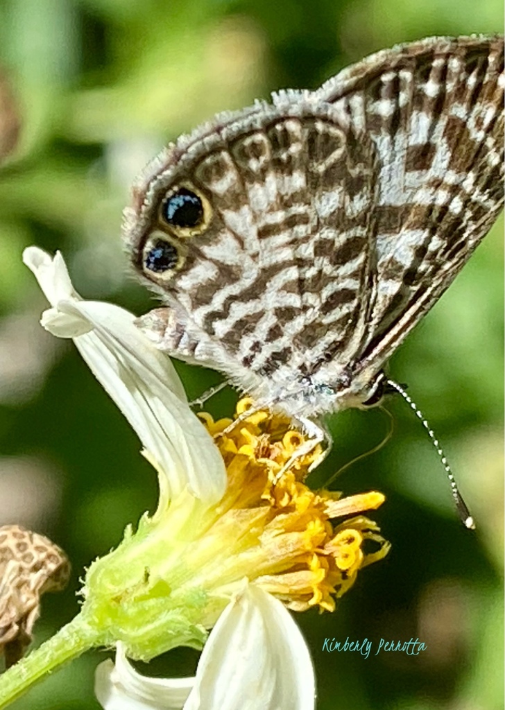 Cassius Blue in October 2023 by Kimberly Perrotta · iNaturalist